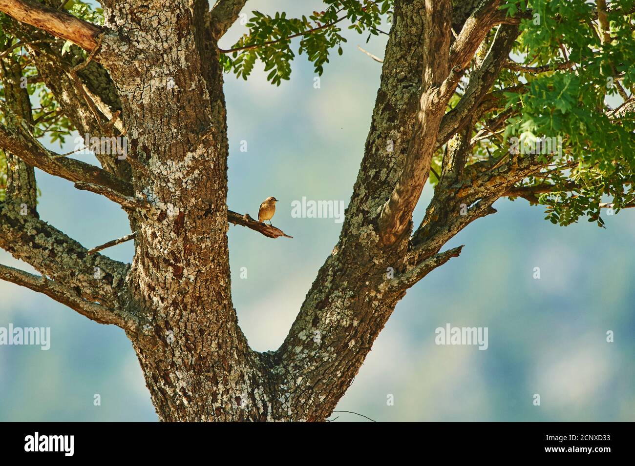 Dunnock (Prunella modularis), tree trunk, sitting Stock Photo - Alamy