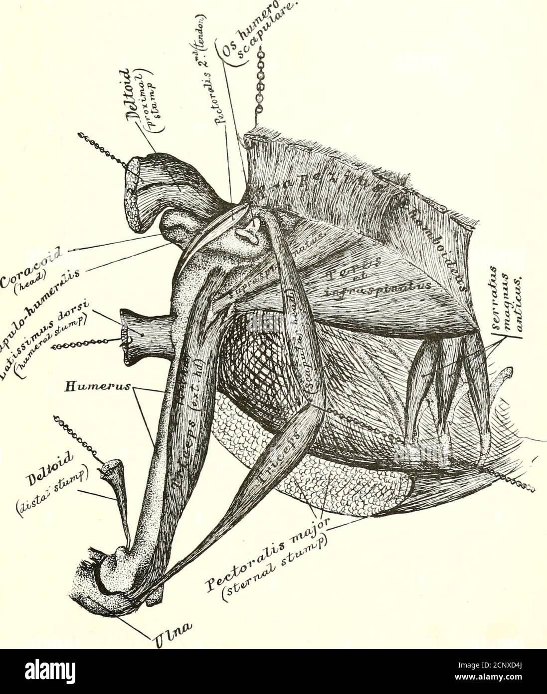 Bat Muscle System