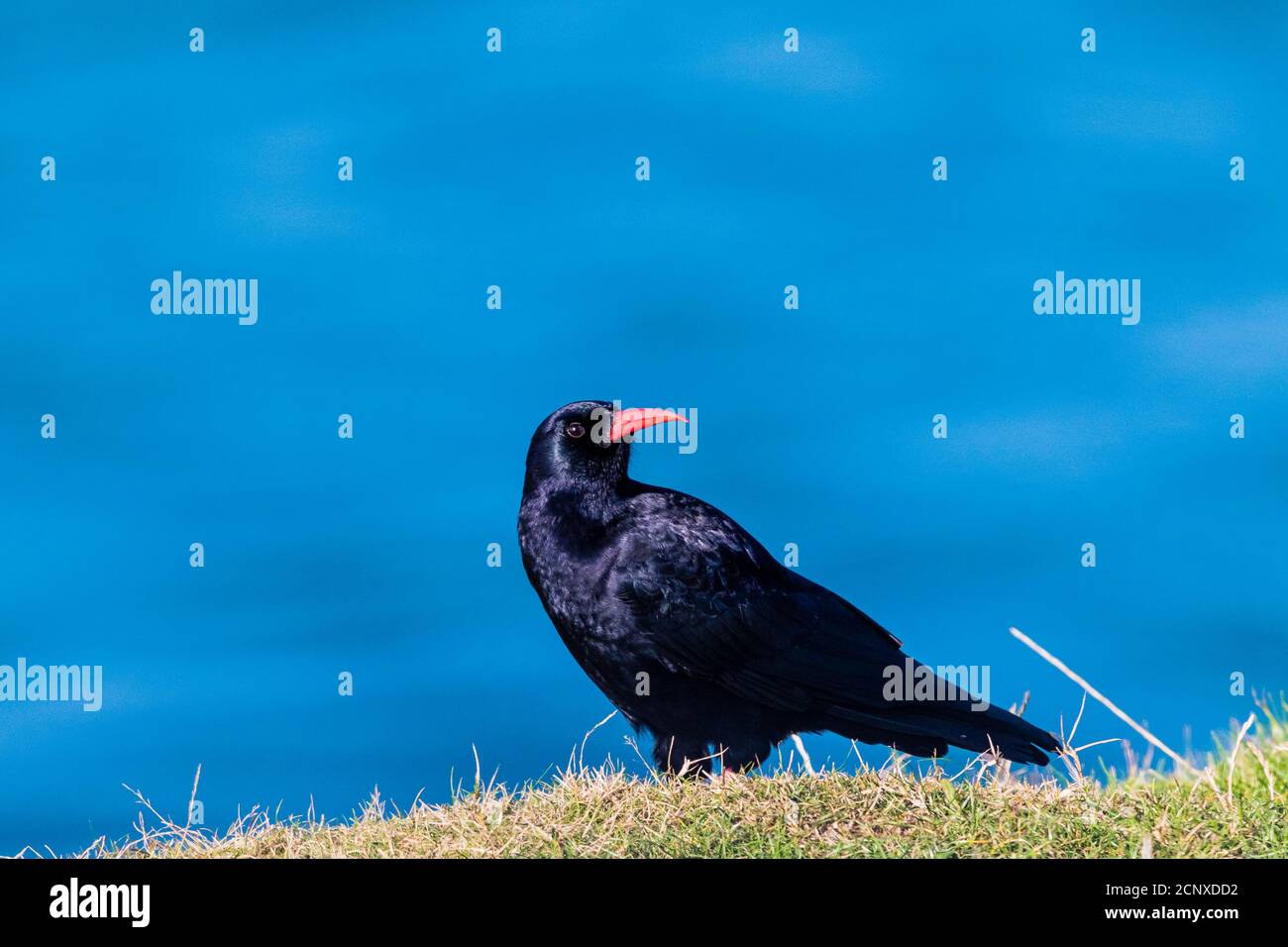 Wooltack point wales hi-res stock photography and images - Alamy