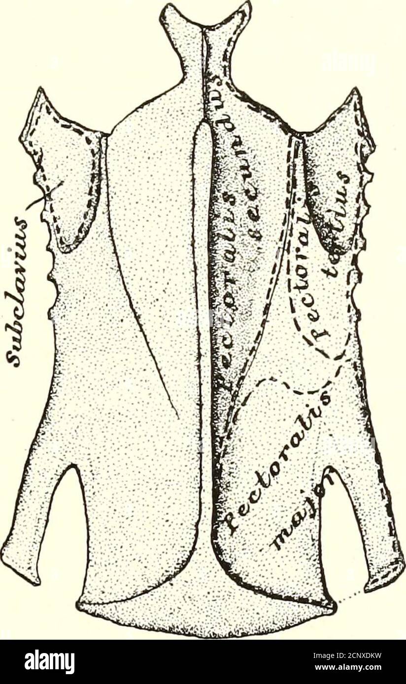 Pectoral Muscles In Birds