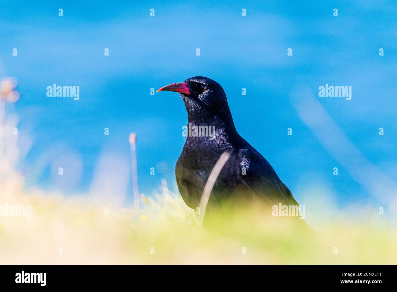 Wooltack point martins haven hi-res stock photography and images - Alamy