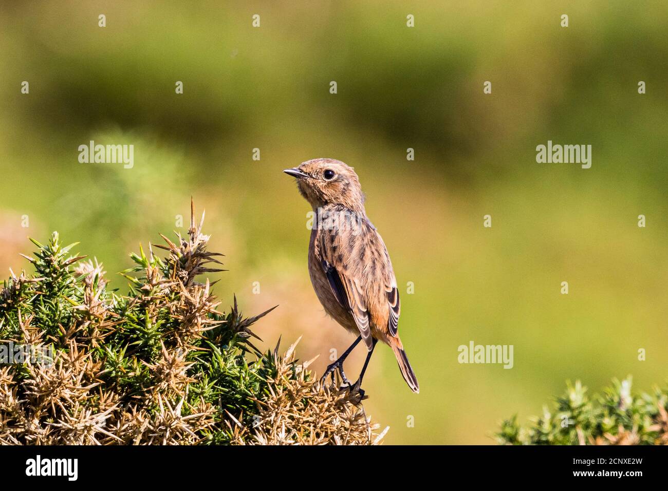 Juvenile stonechat hi-res stock photography and images - Alamy