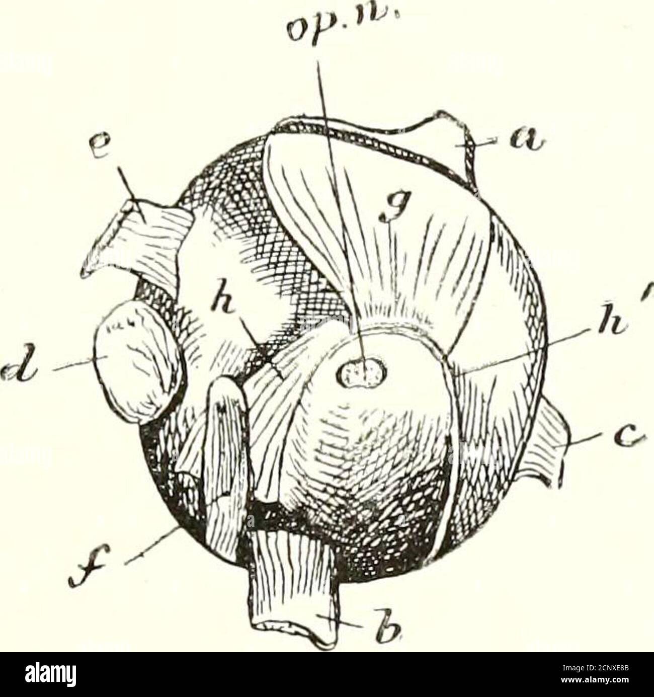 . The myology of the raven (Corvus corax sinuatus.) A guide to the ...
