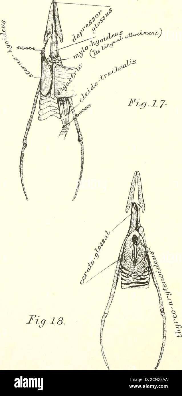 . The myology of the raven (Corvus corax sinuatus.) A guide to the ...