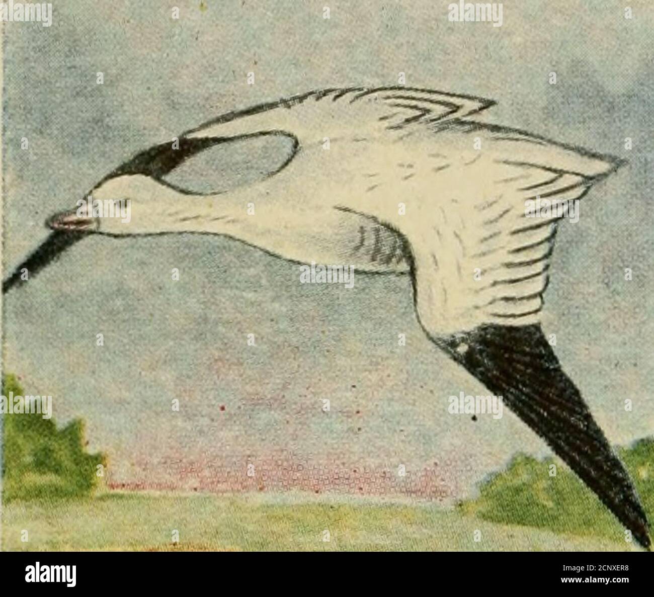 Geese teeth hi-res stock photography and images - Alamy