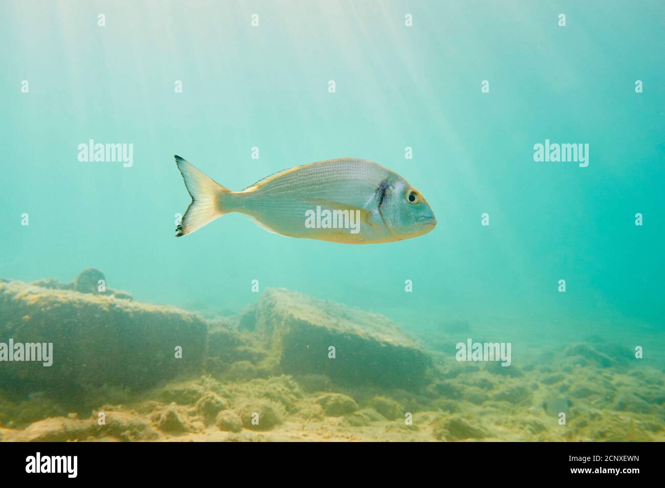 Bony bream hi-res stock photography and images - Alamy