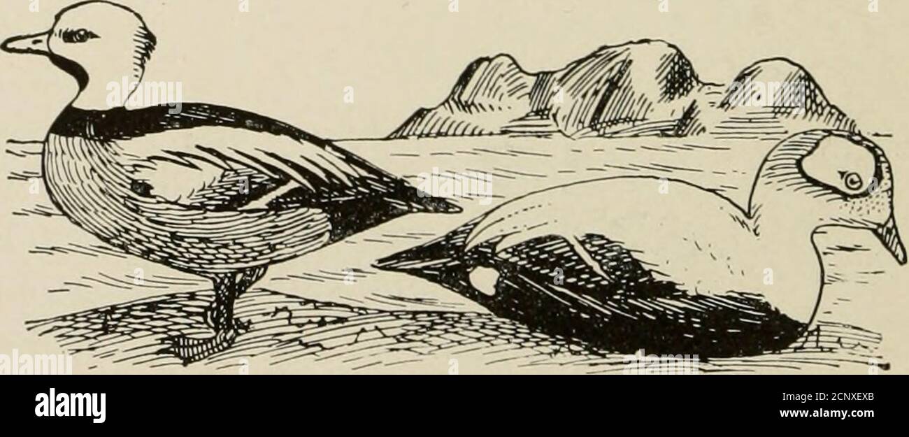 American eiders hi-res stock photography and images - Alamy