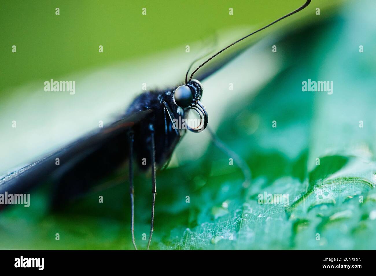 Common Parides (Parides iphidamas) leaf, lateral, sitting Stock Photo ...