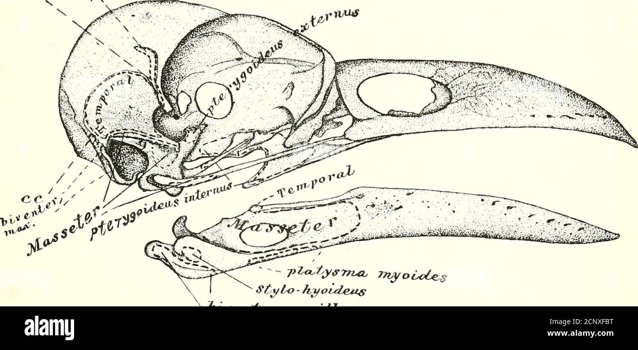 . The myology of the raven (Corvus corax sinuatus.) A guide to the ...