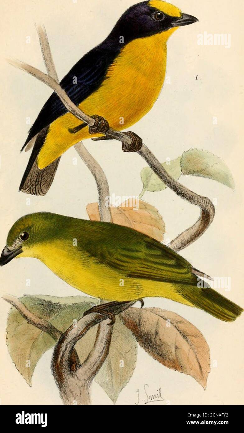 Mp birds hi-res stock photography and images - Alamy