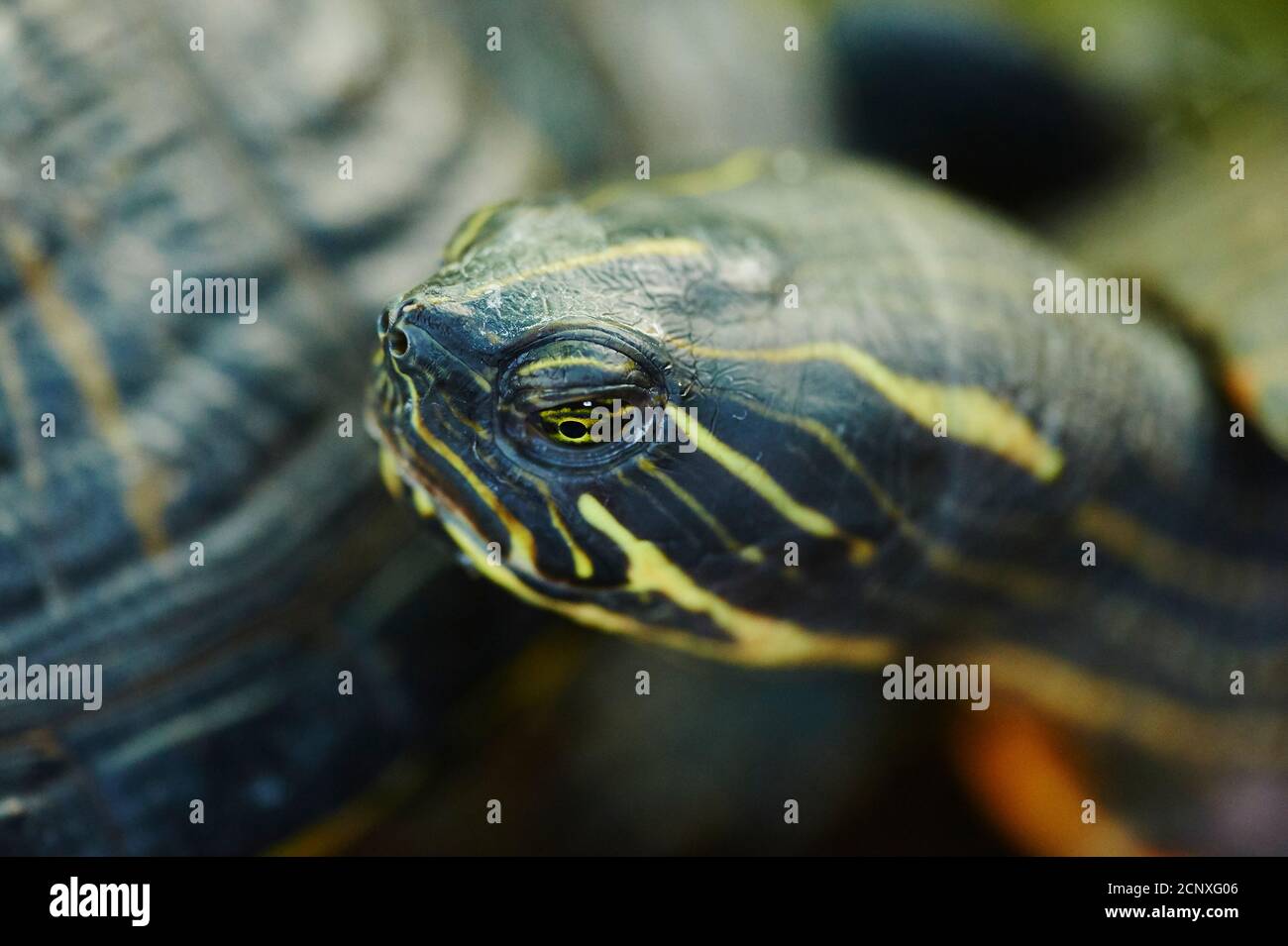 Red-eared slider turtle (Trachemys scripta elegans), animal portrait ...