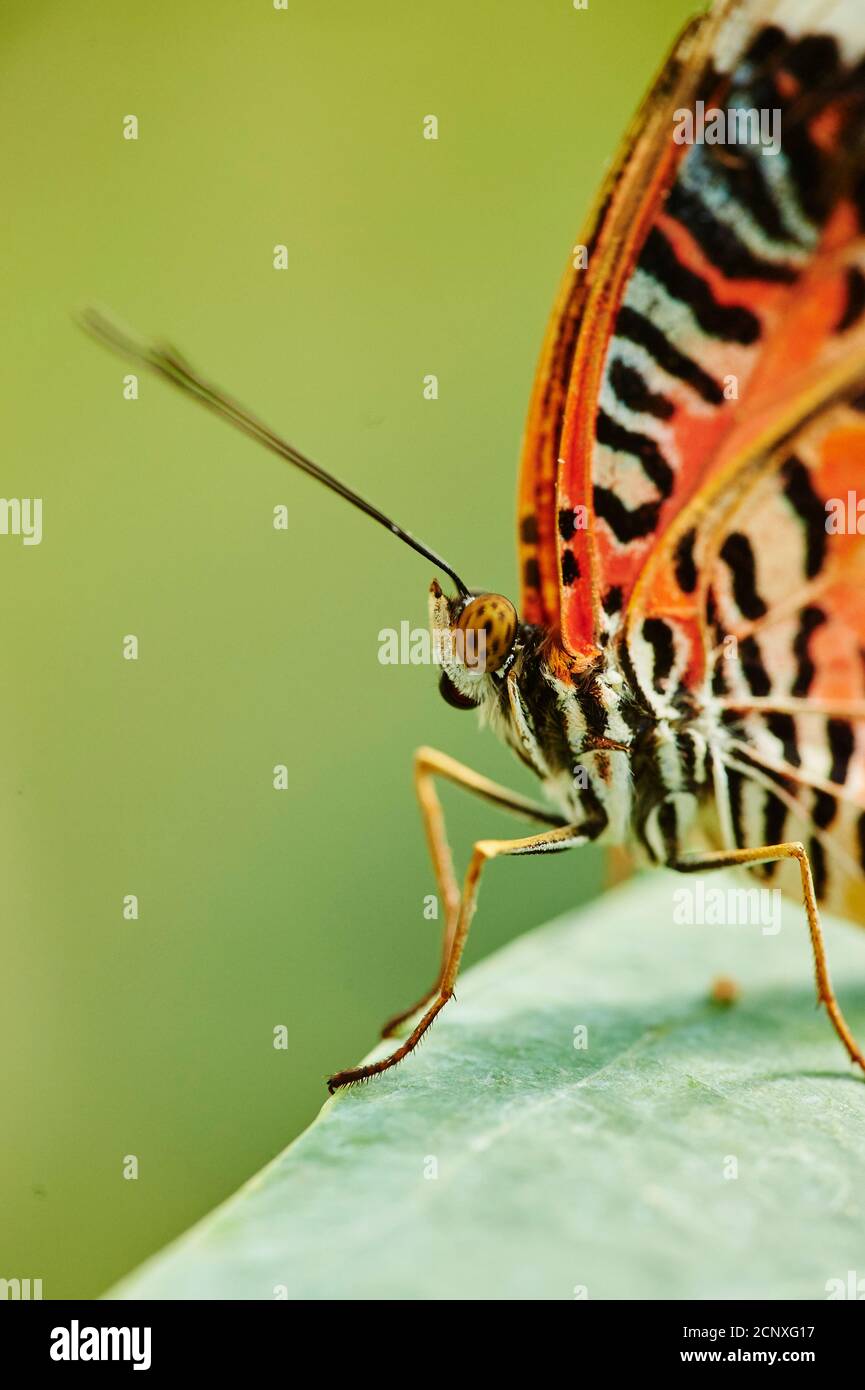 Braid butterfly (Cethosia biblis), side, sitting, wing underside Stock ...
