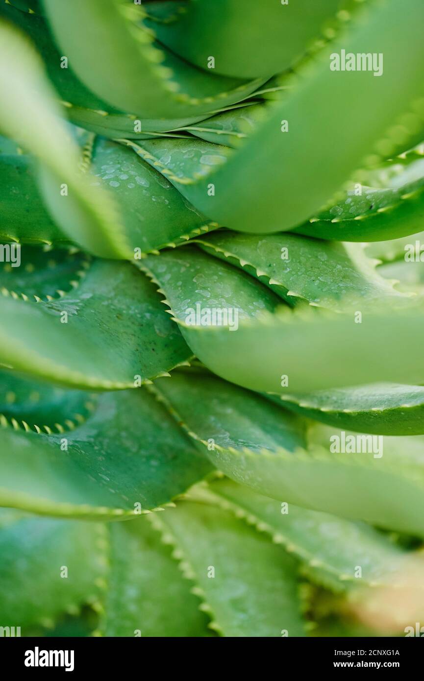 Aloe vera extreme close up hi-res stock photography and images - Alamy