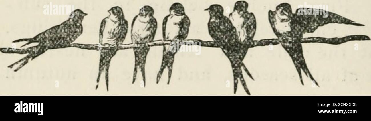 Polygamous family hi-res stock photography and images - Alamy