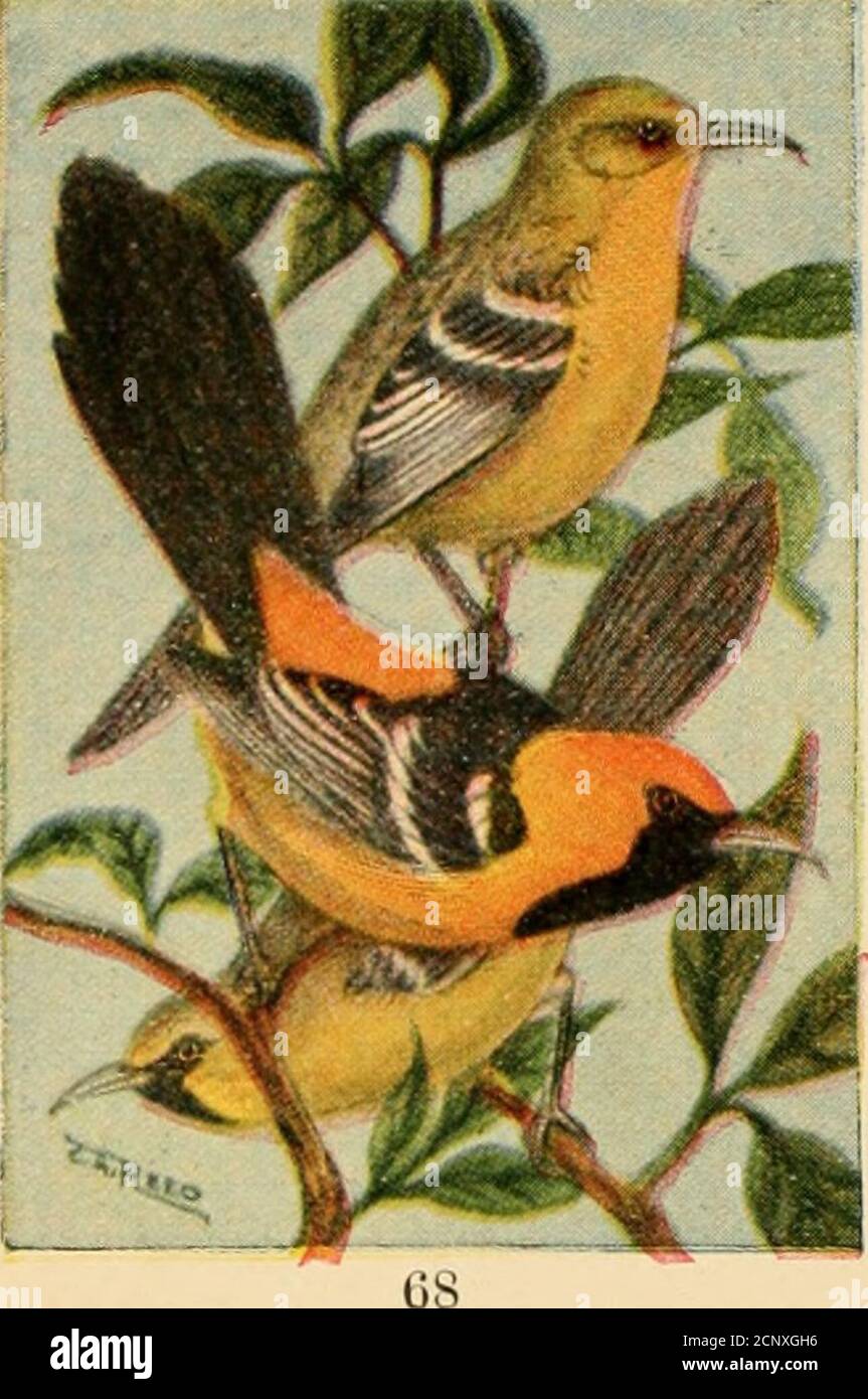 Hooded oriole nest hi-res stock photography and images - Alamy