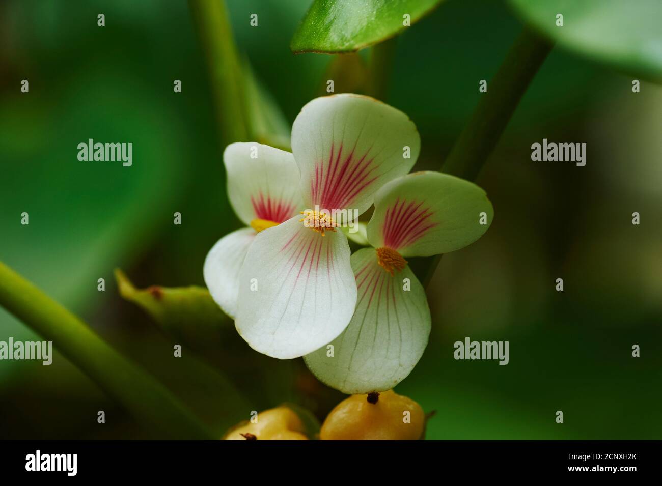 Begonia (Begonia ampla), blossom, close-up Stock Photo - Alamy