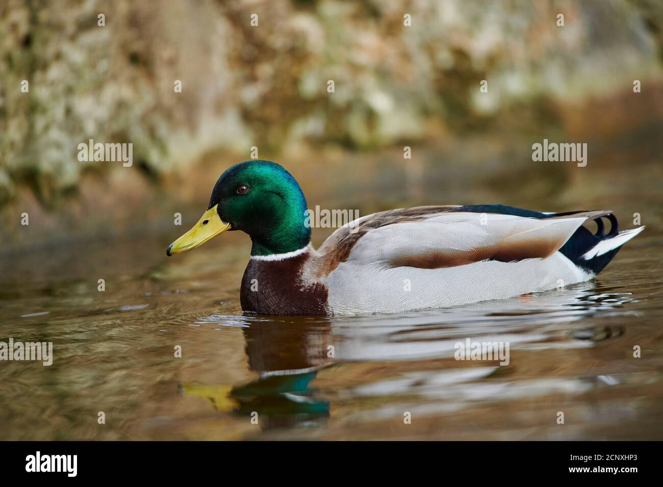Mallard (Anas platyrhynchos), drake, water, sideways, swimming Stock ...