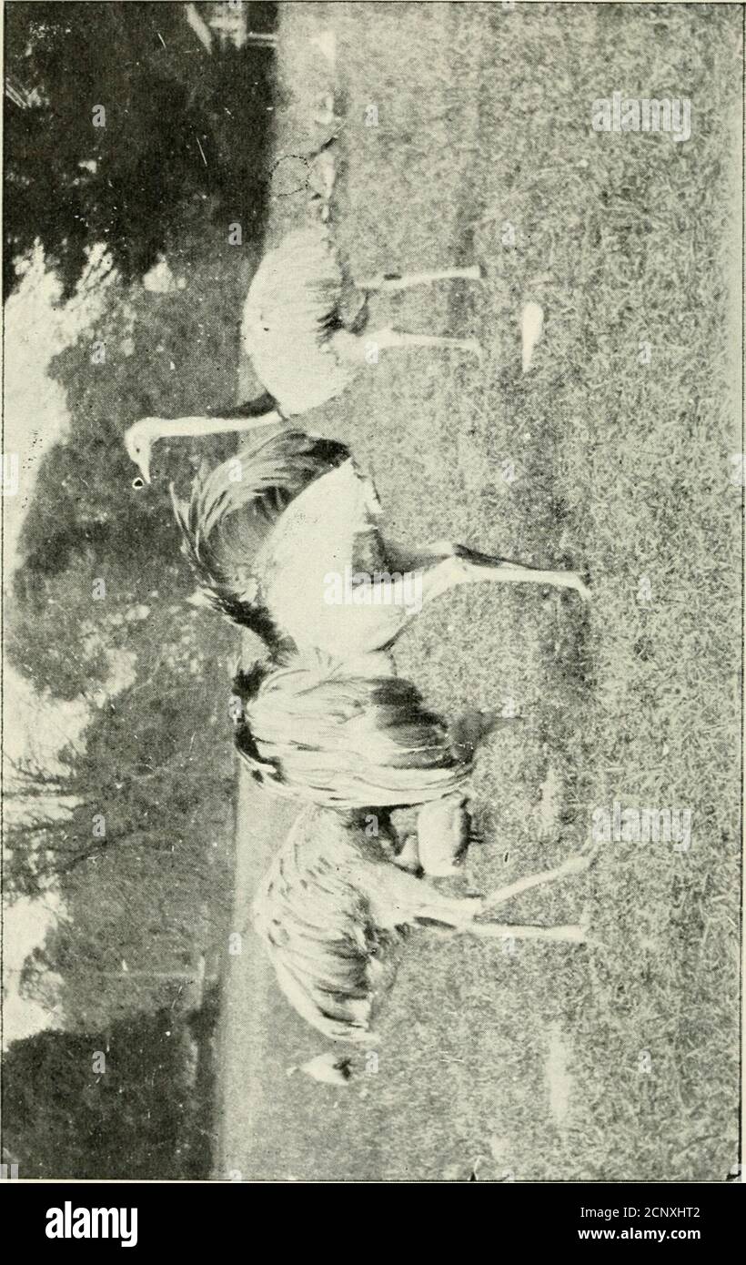 . Bird notes . AMNH LIBRARY 100101793birdnotes03fore. 8 Stock Photo - Alamy