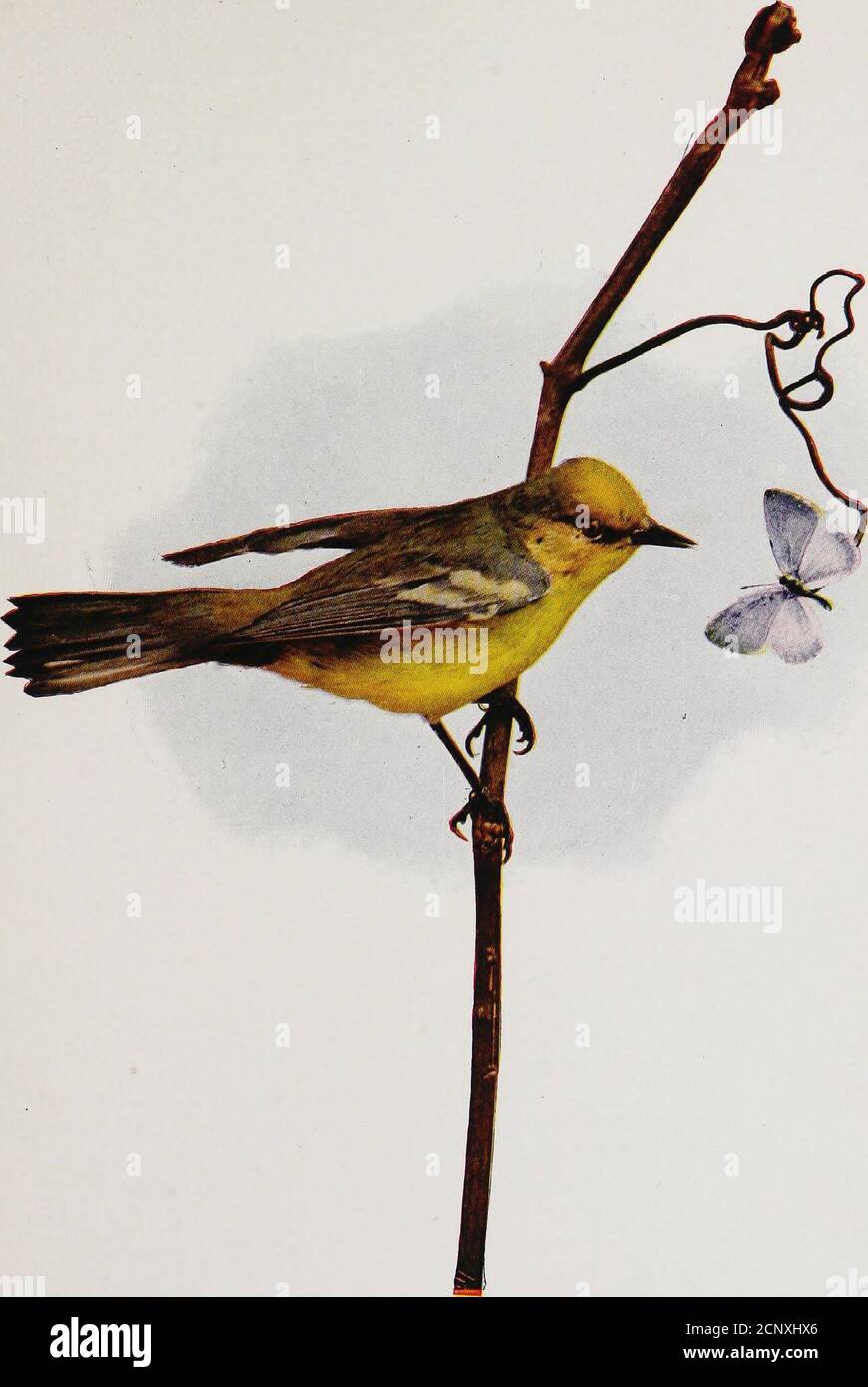 . Bird neighbors. An introductory acquaintance with one hundred and ...