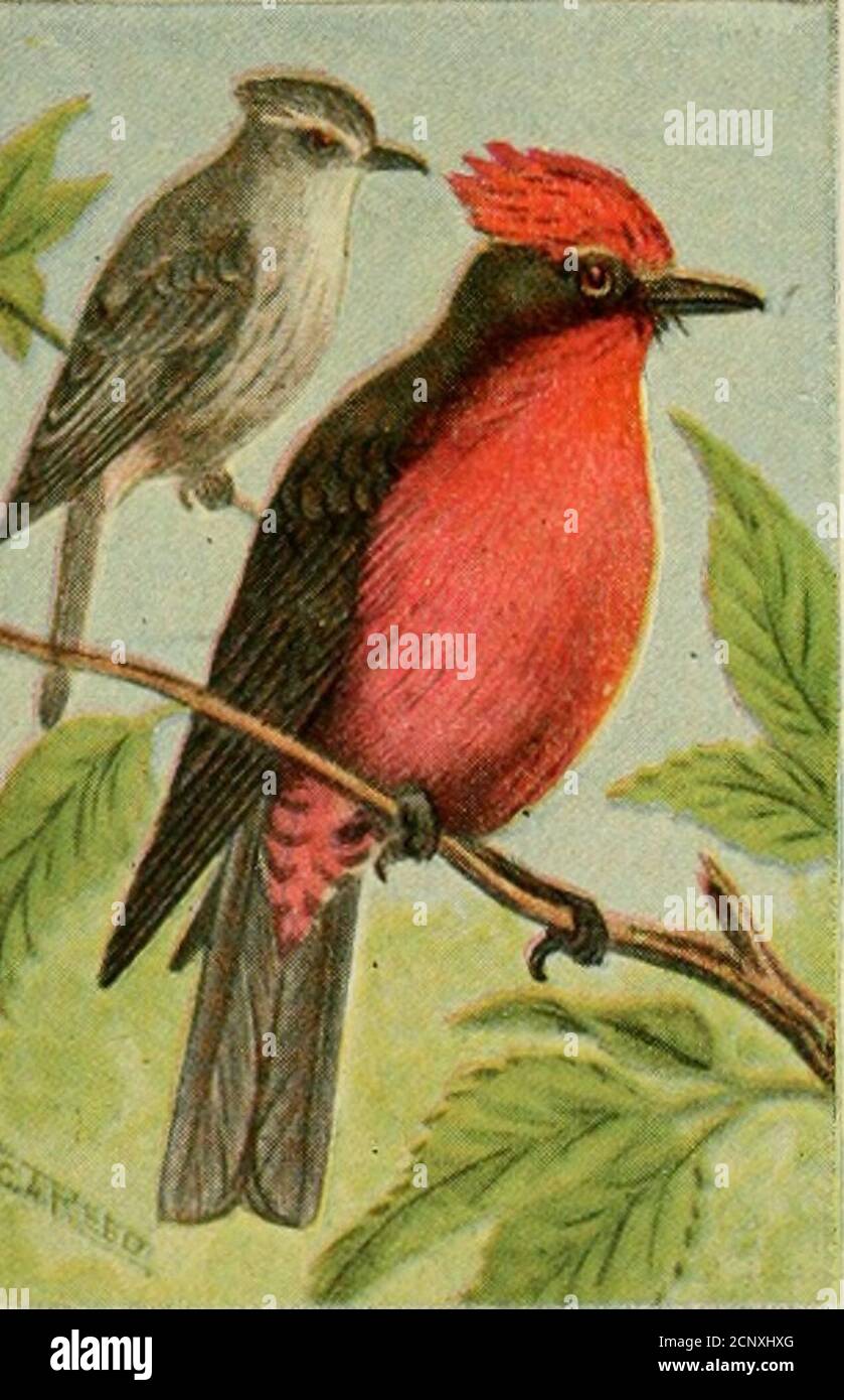 . Bird guide . VERMILION FLYCATCHER. 471. PyrocephaluH rubinus ...