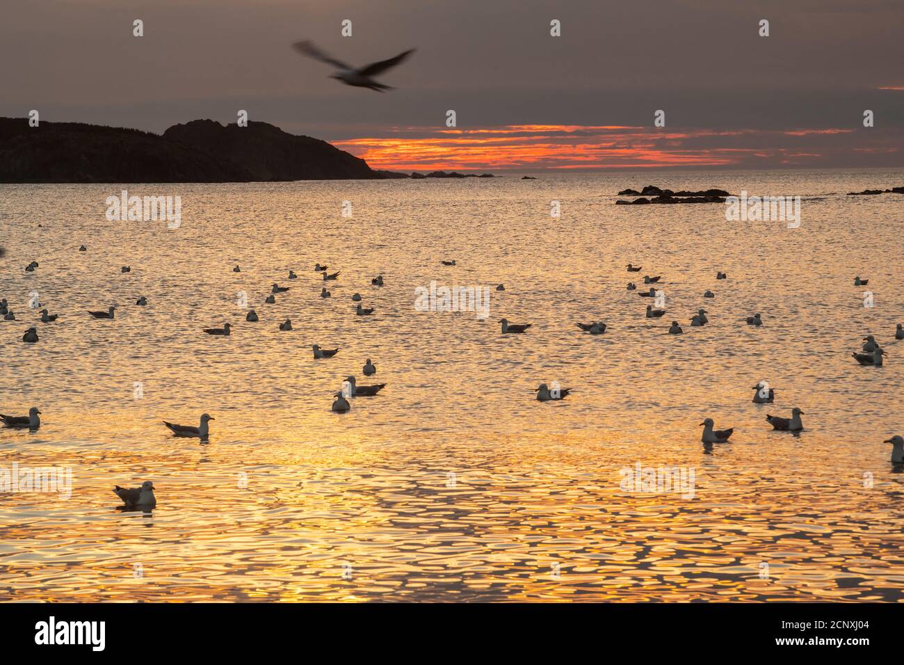 Flock of gulls attracted to and feeding on spawning capelin, Wild Cove ...