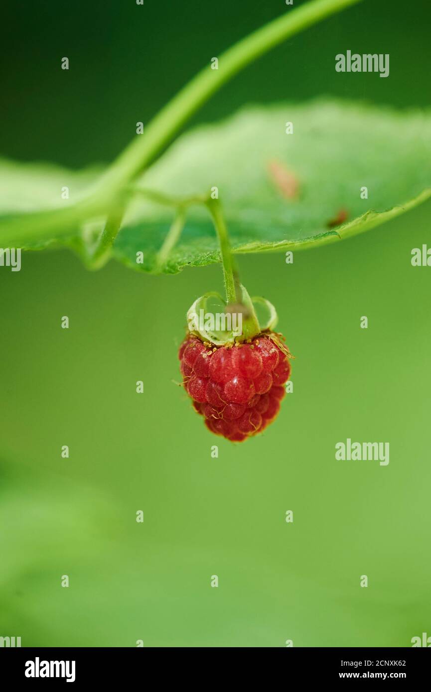 Raspberry (Rubus idaeus), fruit, ripe, red, close-up Stock Photo - Alamy