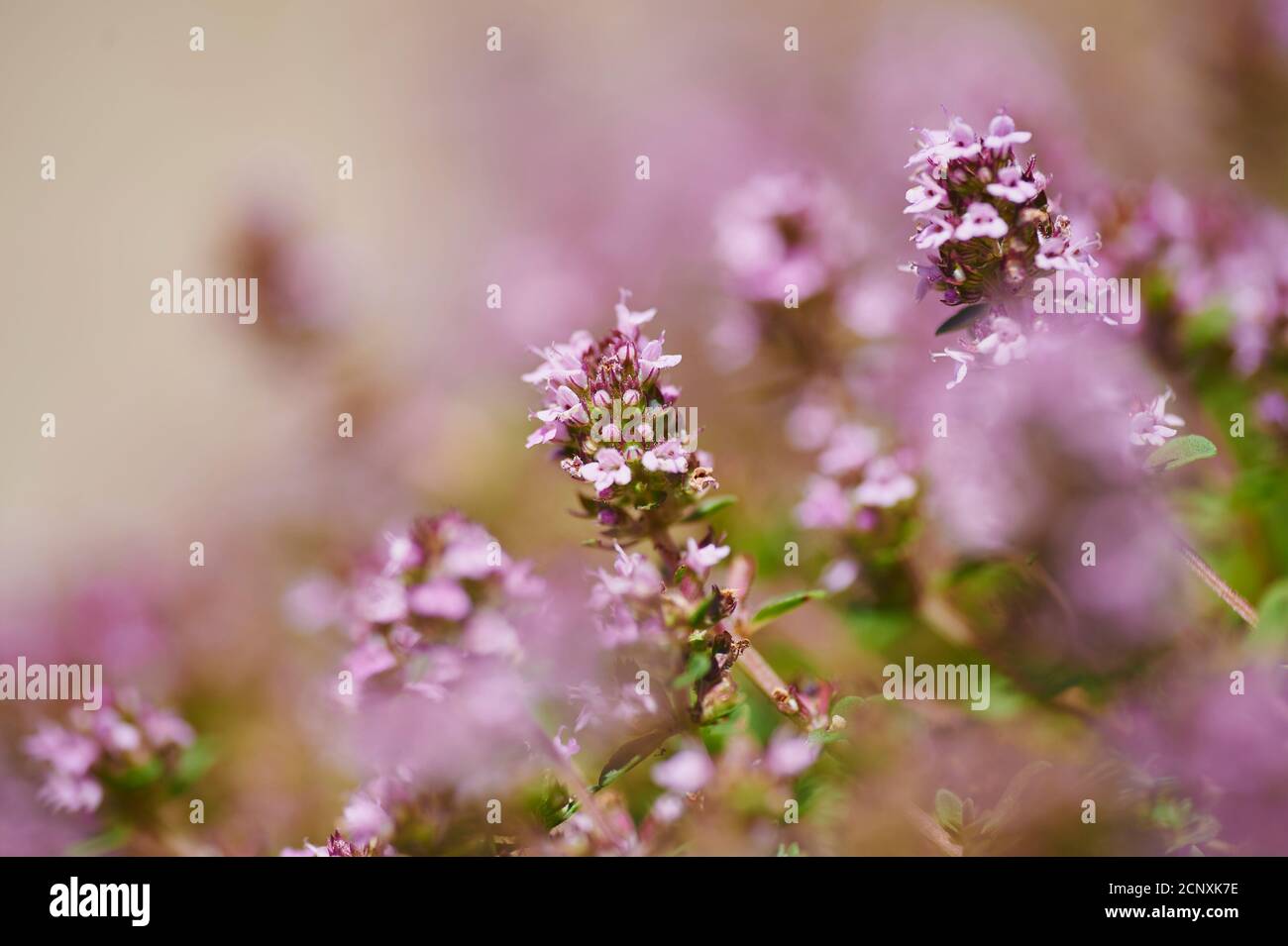 Thyme flower bed hi-res stock photography and images - Alamy