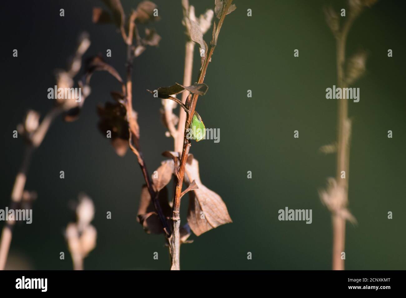 a Buffalo treehopper on the withered Undergrowth Stock Photo - Alamy