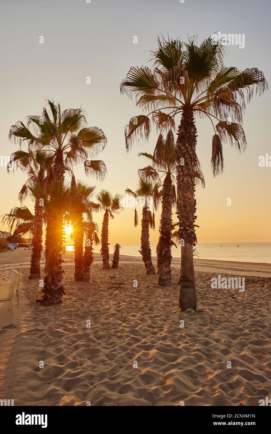 Landscape, beach, palm trees, Coma-Ruga, Tarragona Province, Catalonia ...