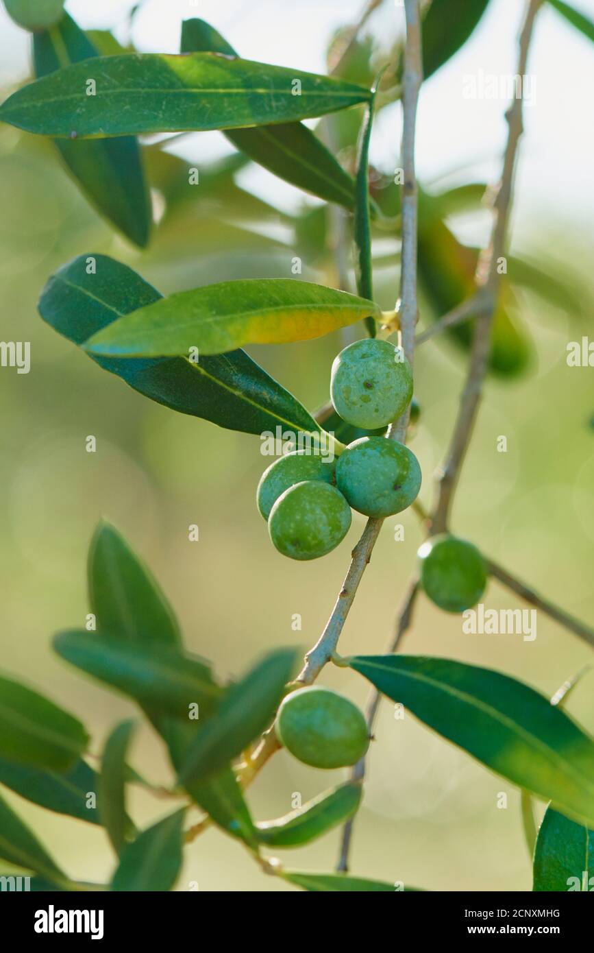 Olive tree (Olea europaea), fruits, immature, Catalonia, Spain, Europe ...