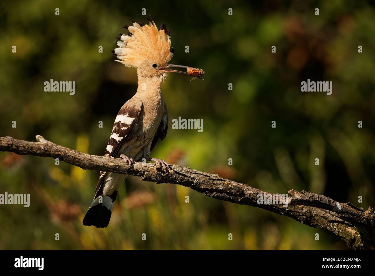 Eurasian Hoopoe (Upupa epops) feeding it's chicks captured in flight ...