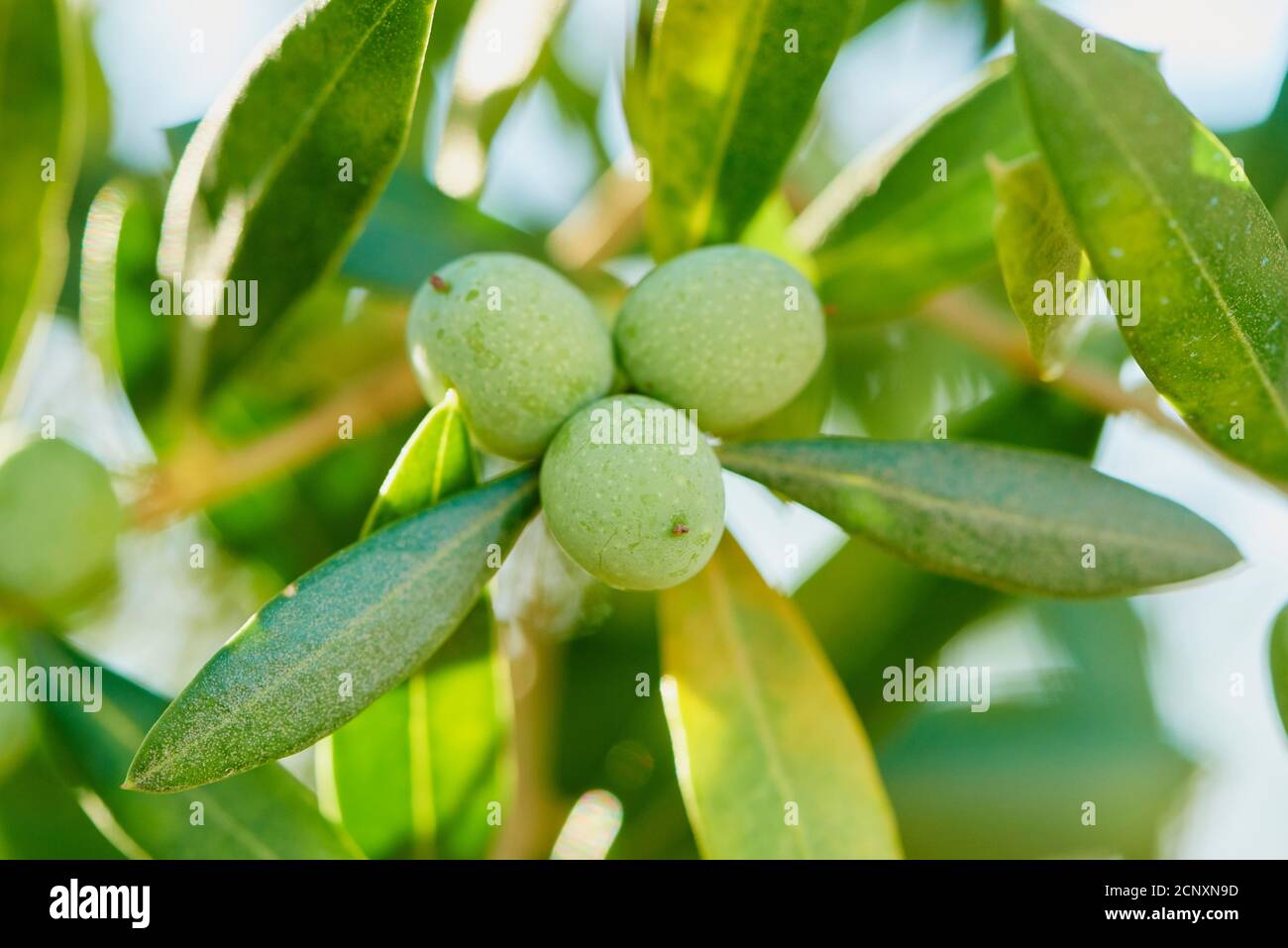 Olive tree (Olea europaea), fruits, immature, Catalonia, Spain, Europe ...