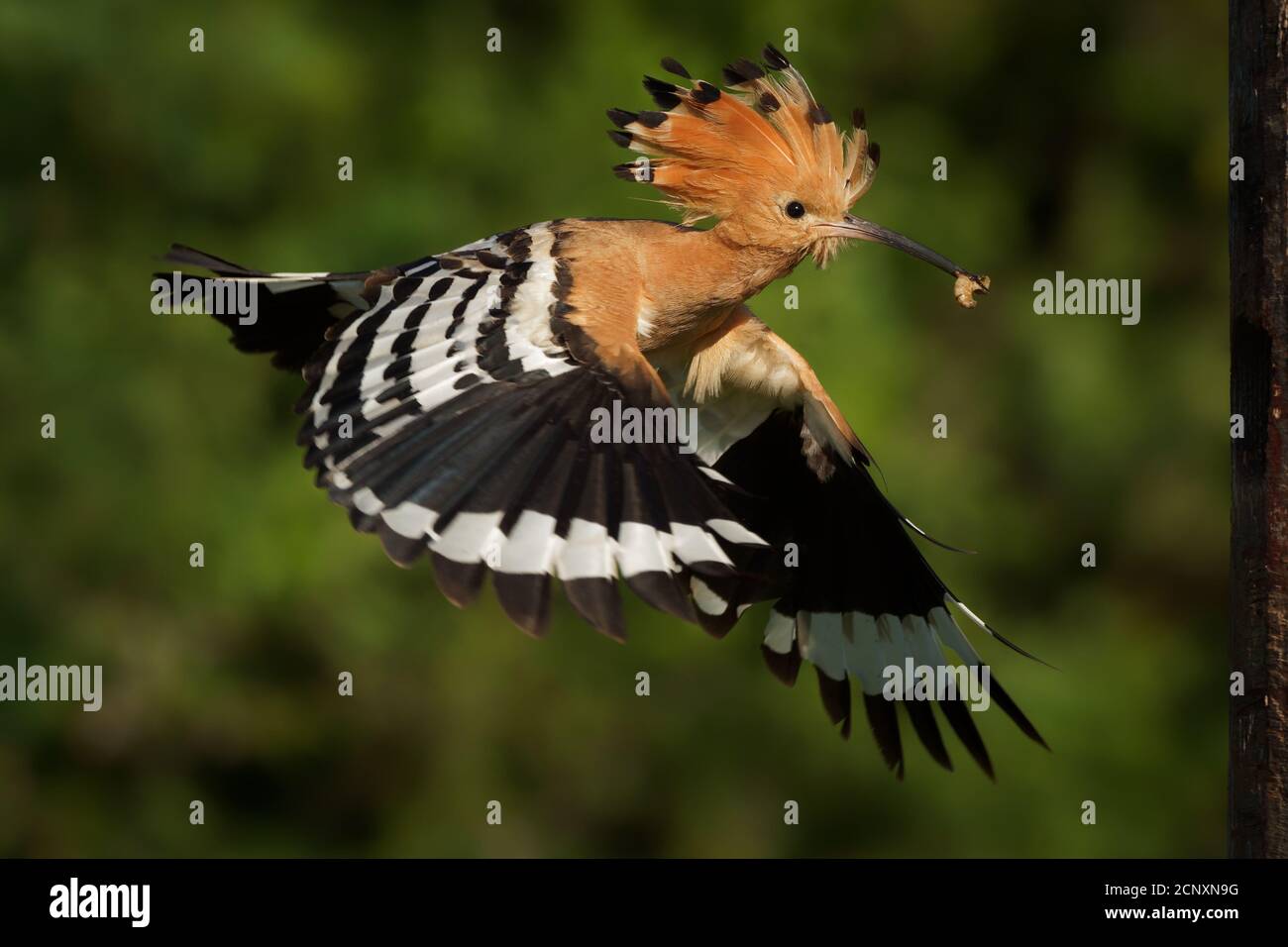 Eurasian Hoopoe (Upupa epops) feeding it's chicks captured in flight ...