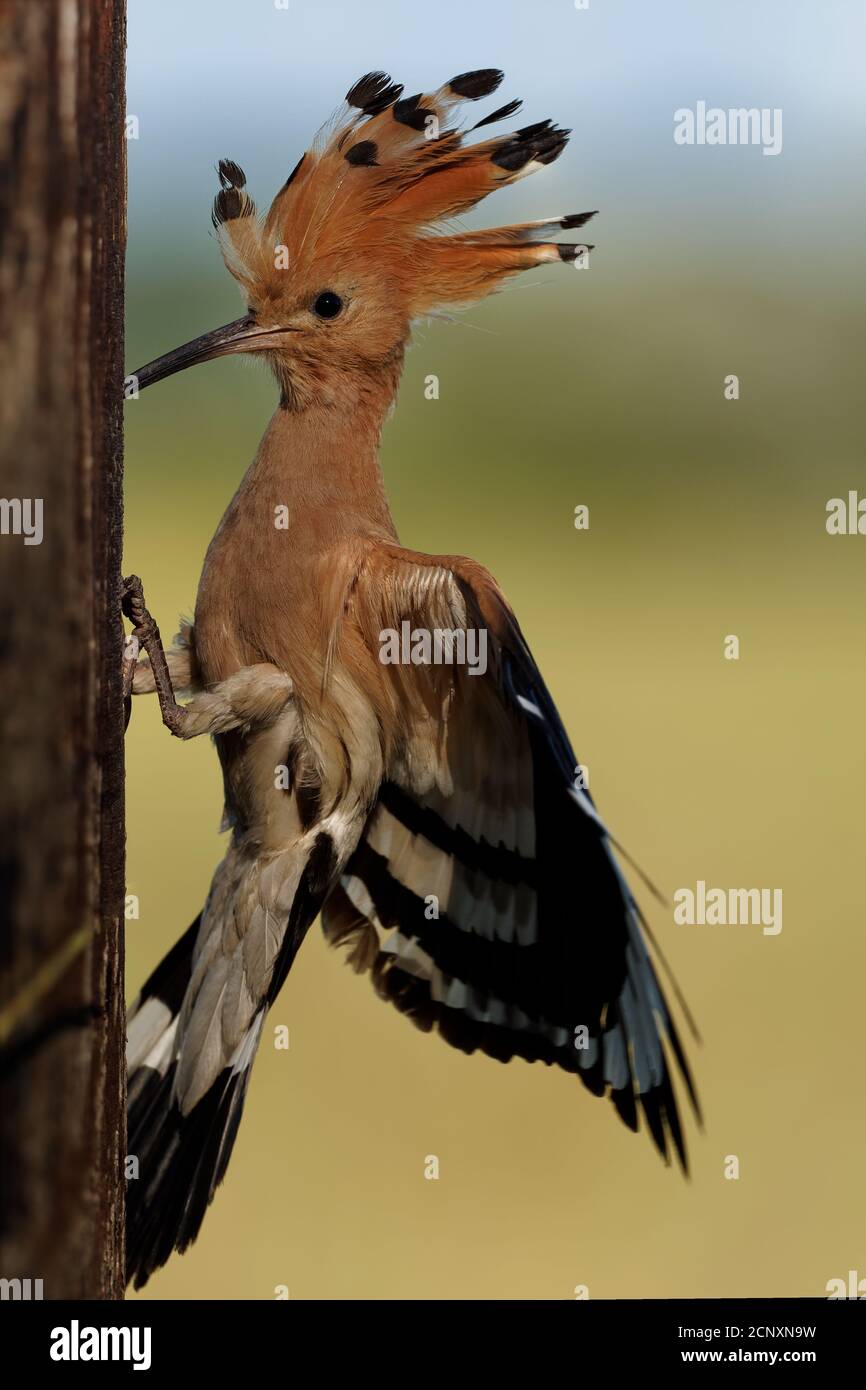 Eurasian Hoopoe (Upupa epops) feeding it's chicks captured in flight ...