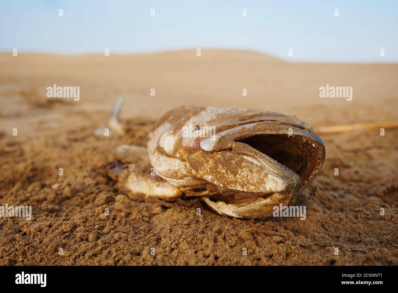 Fish, dead, beach, lying, frontal Stock Photo - Alamy