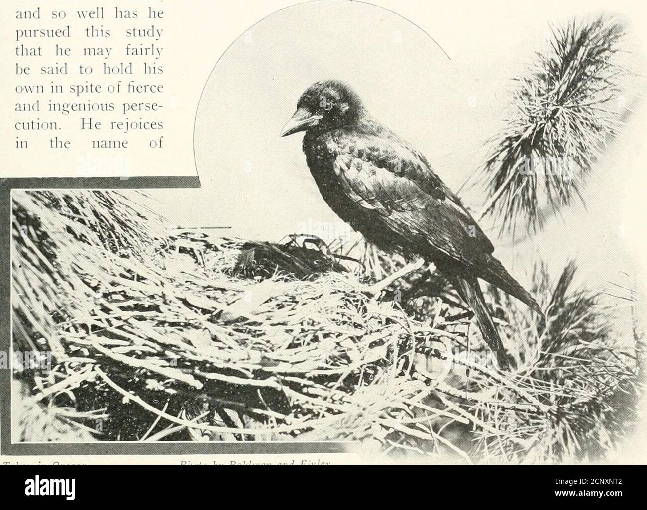 Raven is a mischief maker hi-res stock photography and images - Alamy