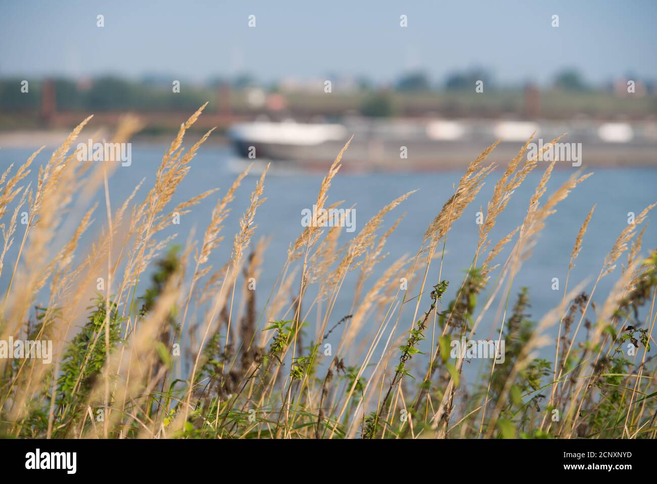 waving grass along a large river Stock Photo - Alamy