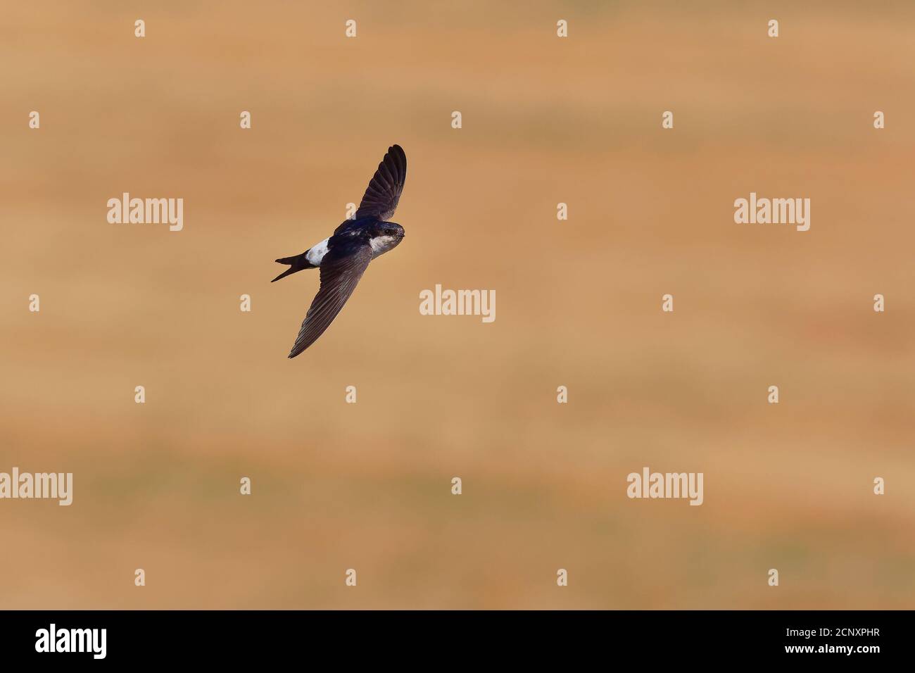 Common House-Martin - Delichon urbicum black and white flying bird ...