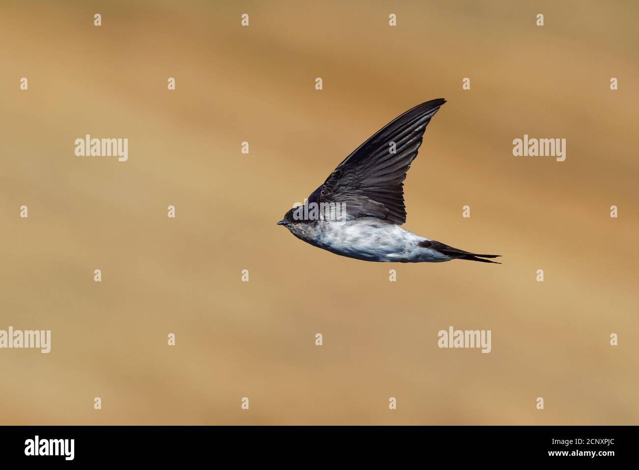 Common house martin hirundo urbica hi-res stock photography and images ...