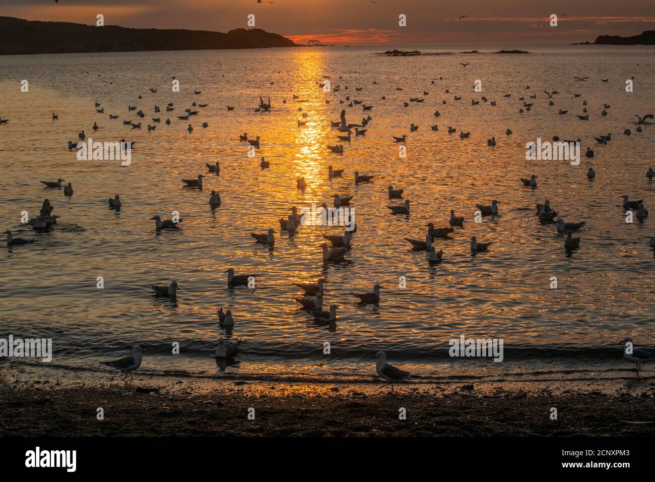 Attracted to spawning capelin hi-res stock photography and images - Alamy