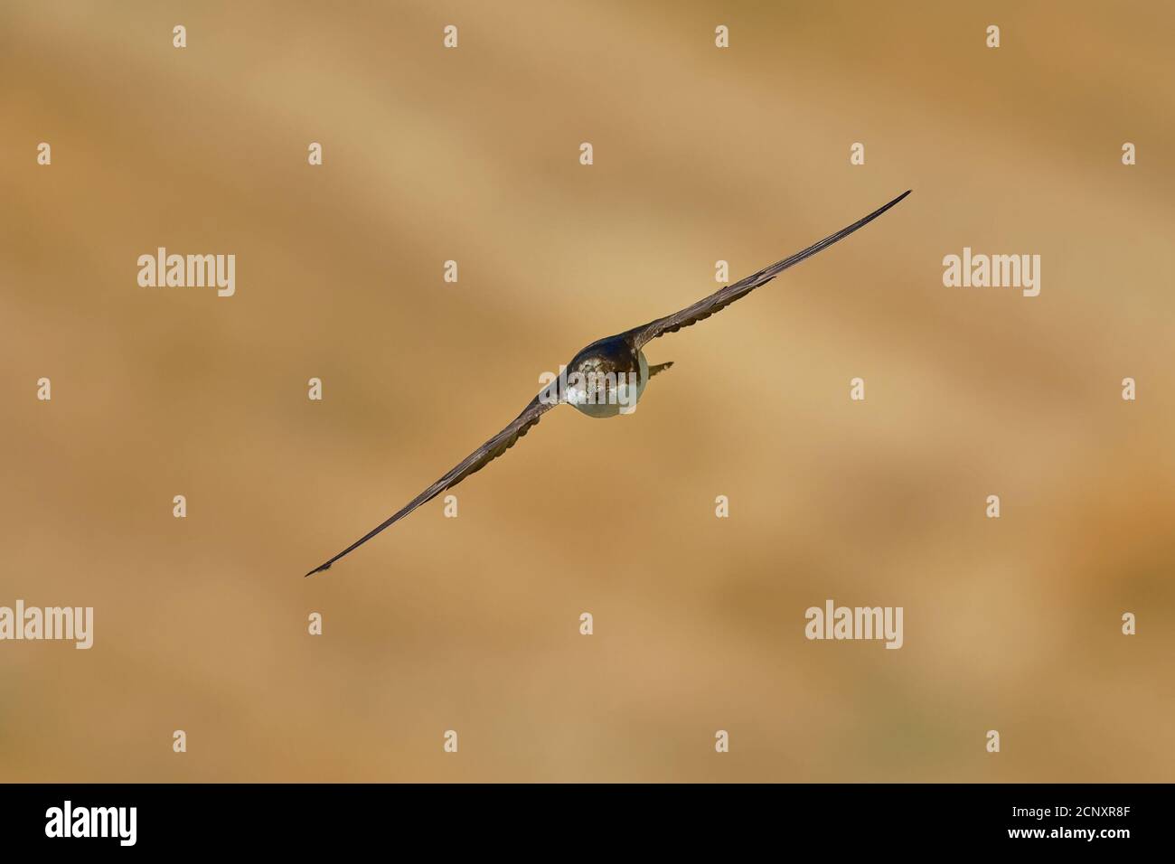 Common House-Martin - Delichon urbicum black and white flying bird ...