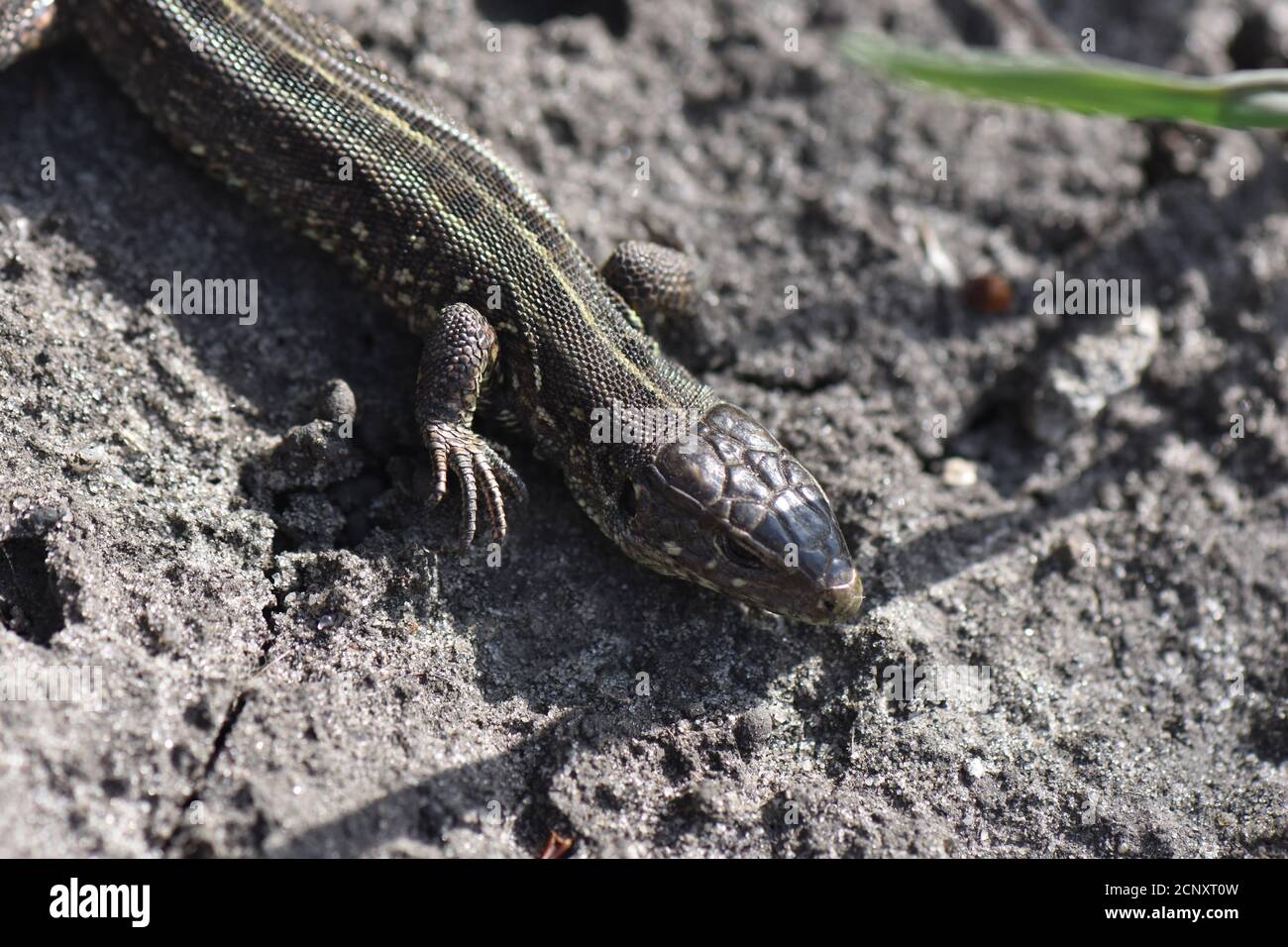 Lizard claw hi-res stock photography and images - Alamy