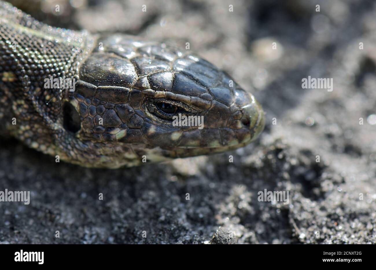 Lizard claw hi-res stock photography and images - Alamy