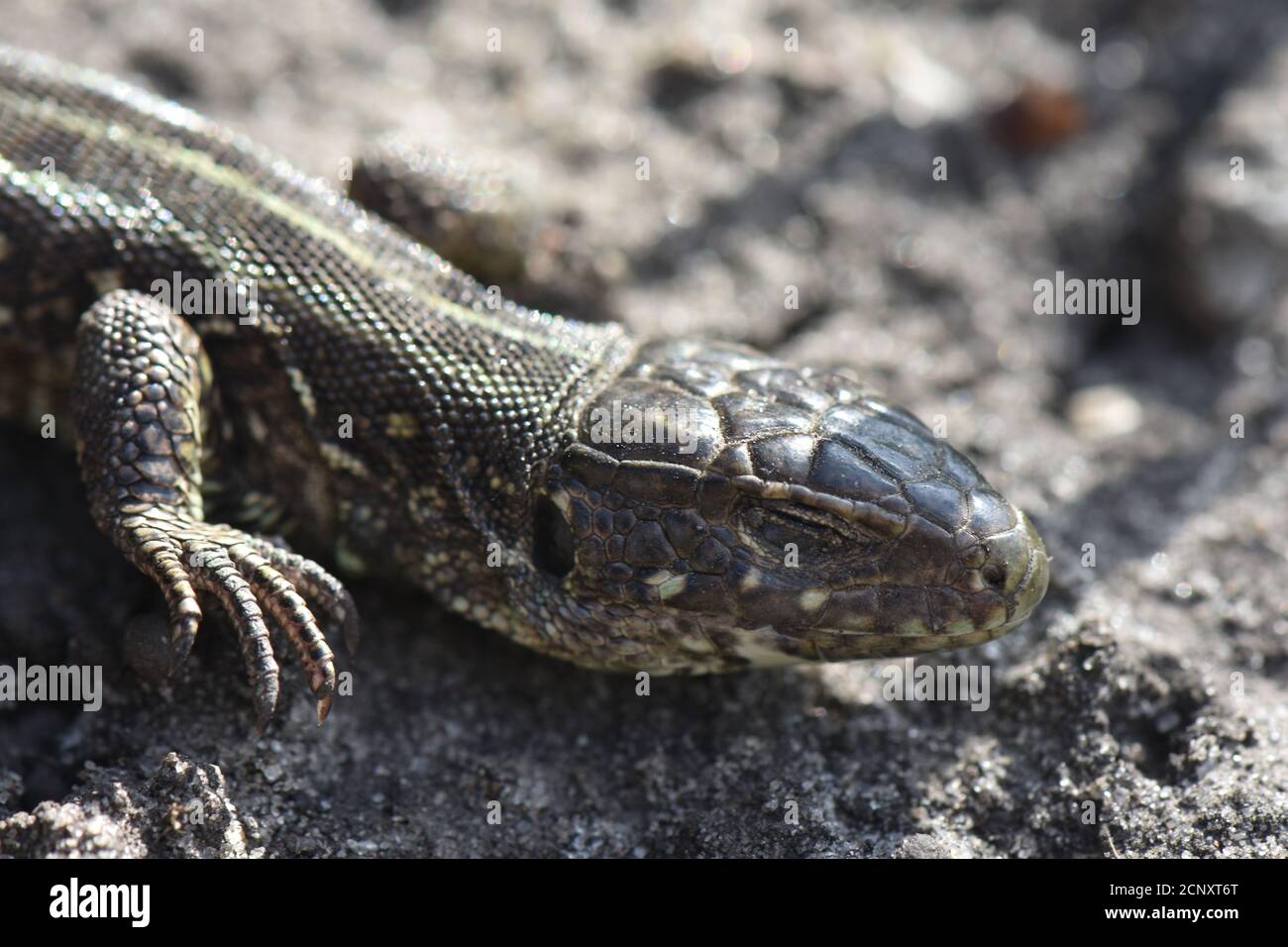 Lizard claw hi-res stock photography and images - Alamy