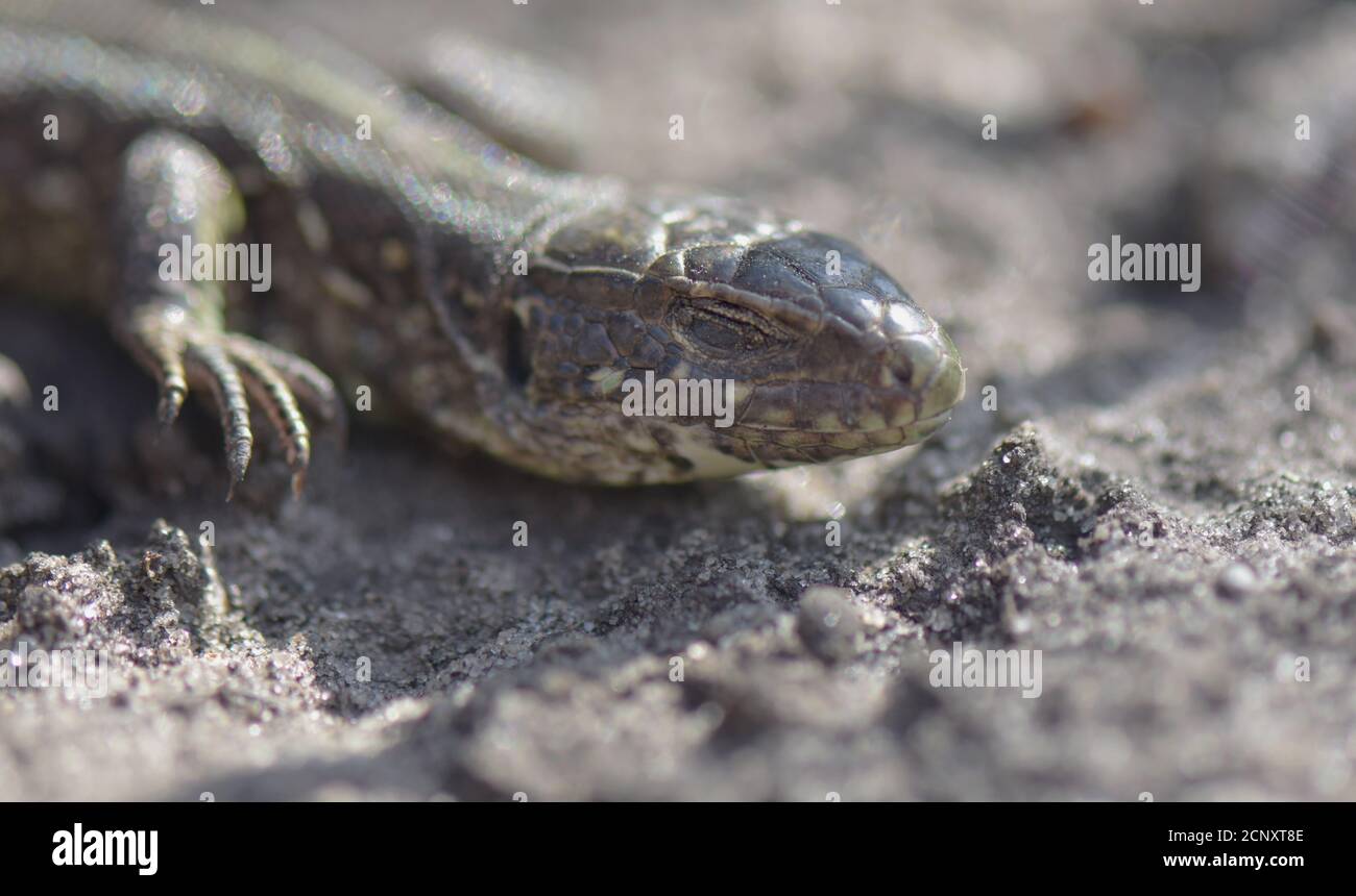 Lizard claw hi-res stock photography and images - Alamy