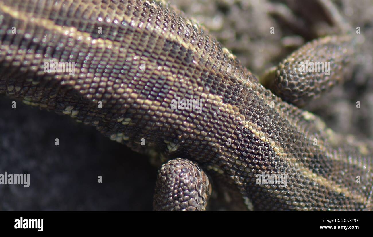 Lizard claw hi-res stock photography and images - Alamy