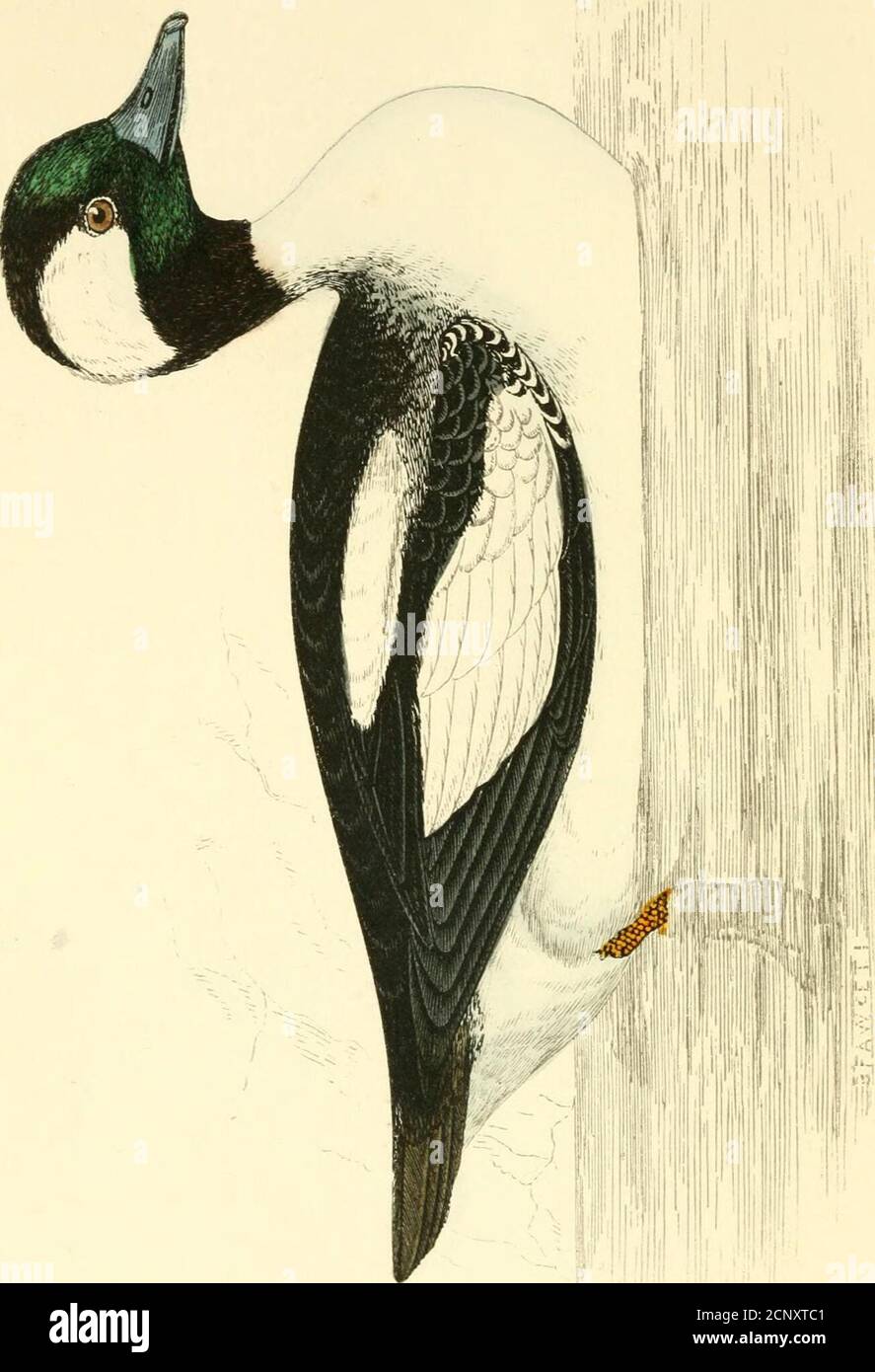 . A history of British birds. By the Rev. F.O. Morris .. . ackish ...