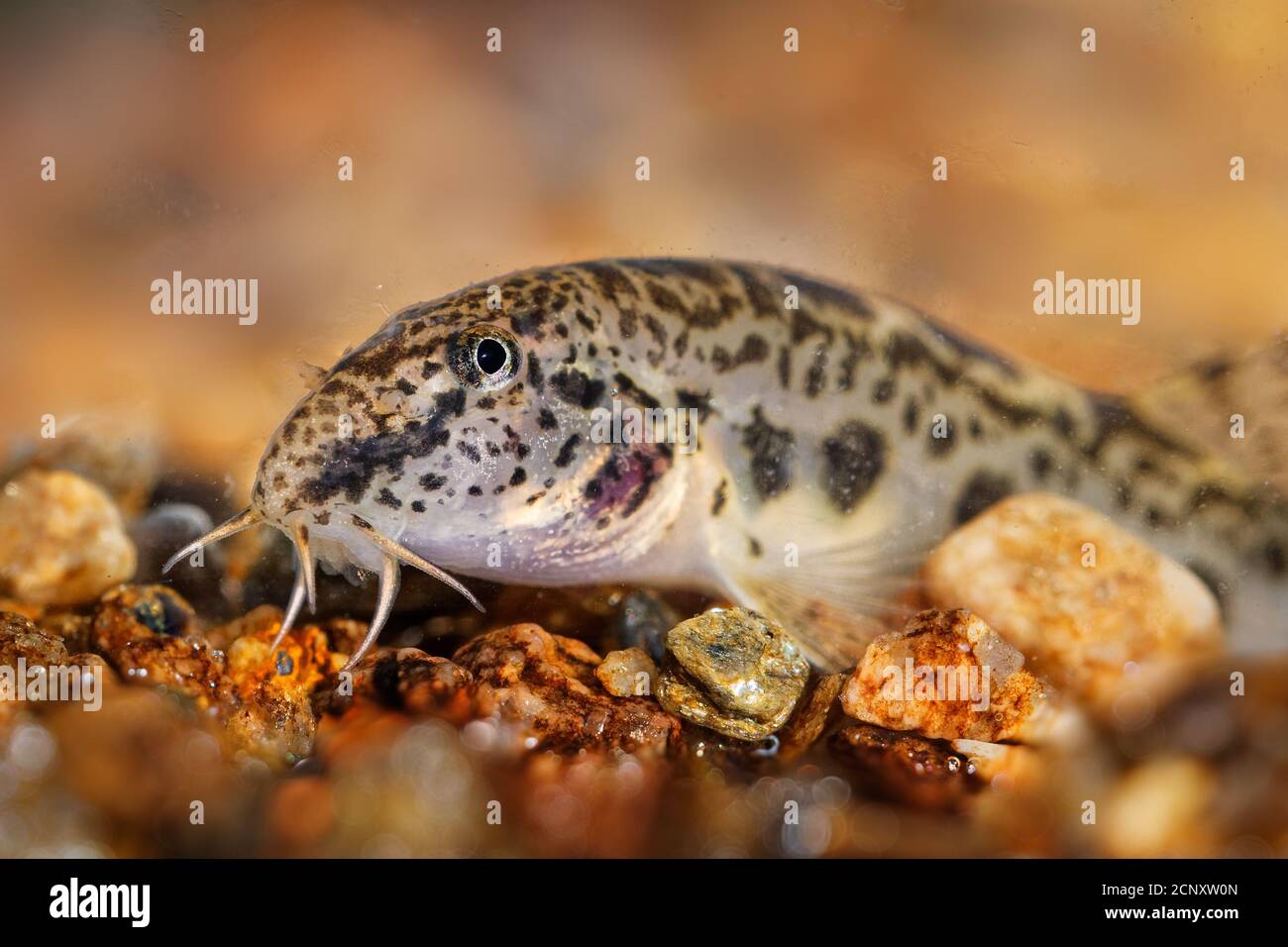 Golden Spined Loach - Sabanejewia balcanica is a genus of ray-finned ...