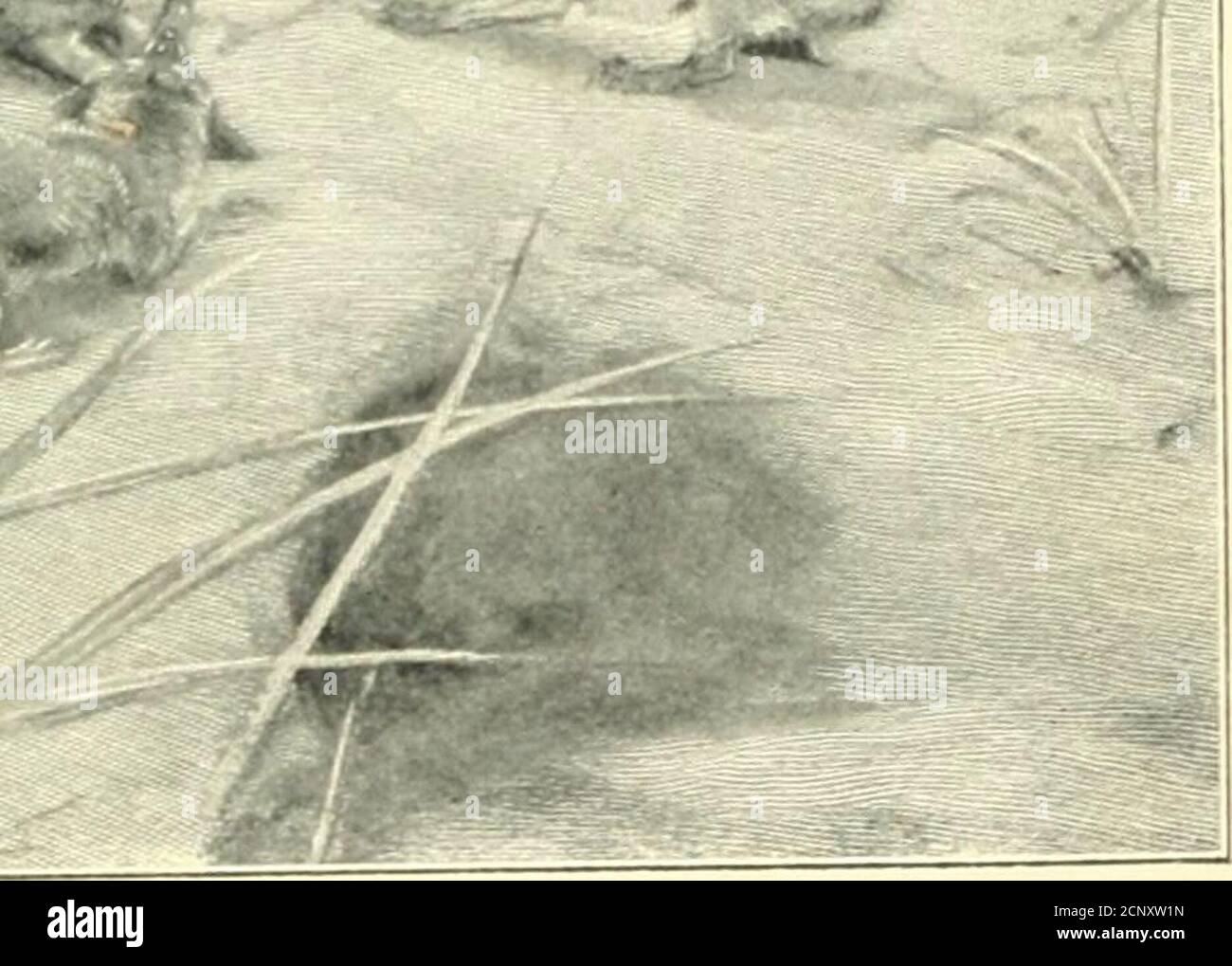 Big five drawings hi-res stock photography and images - Alamy