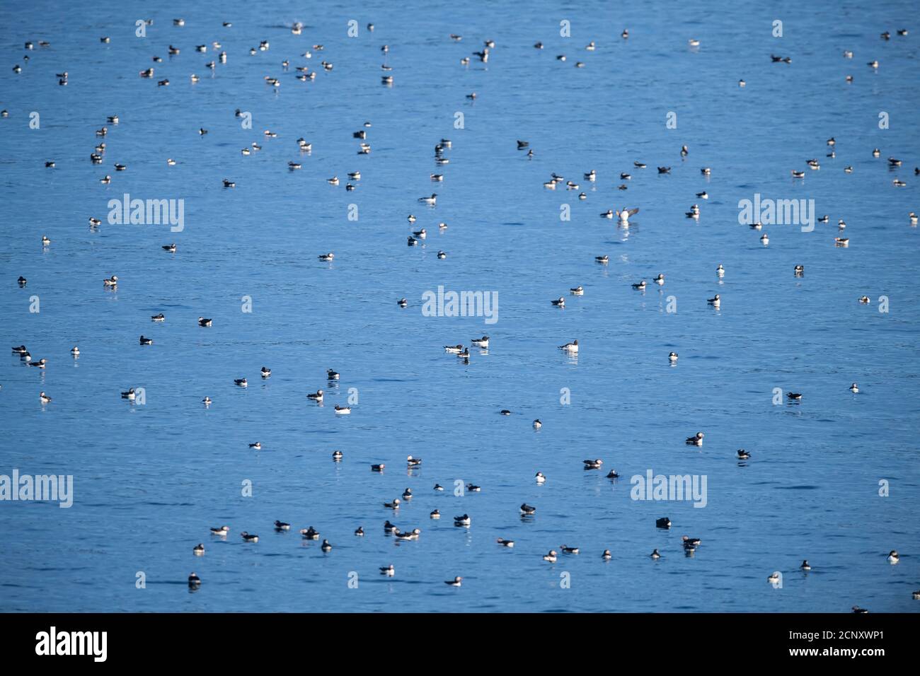 Atlantic puffin (Fratercula arctica) Flock on the water resting and ...